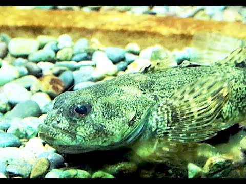カジカ Japanese fluvial sculpin Cottus pollux - YouTube