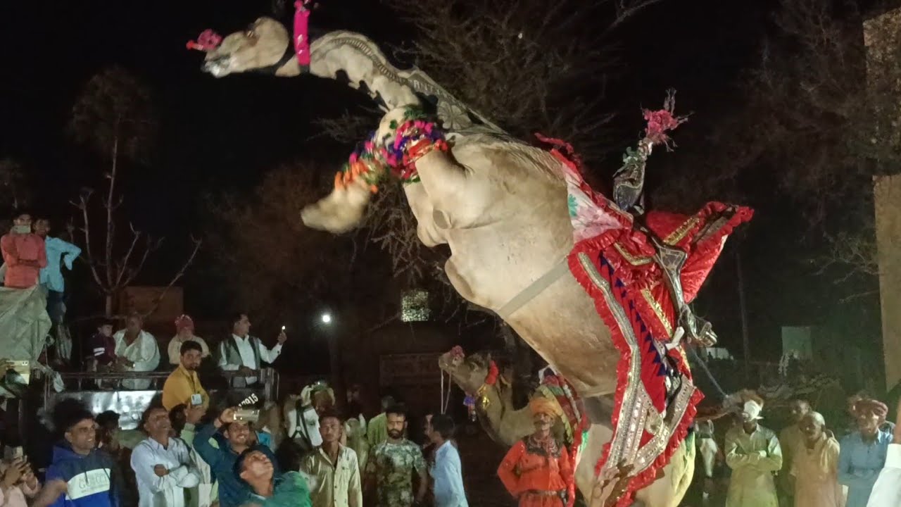 राजस्थानी ऊंट का शादी में बहुत ही ग़ज़ब डांस || New Rajasthani Dj Song ...
