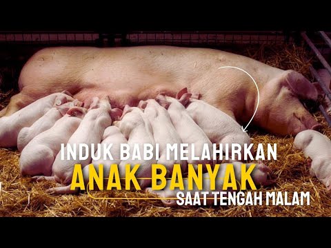 Induk Babi Melahirkan Anak Banyak Saat Tengah Malam#beternakbabi# ...