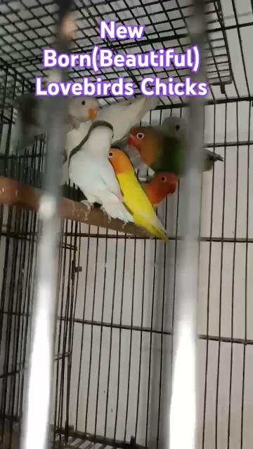 Lovebirds Chicks | Albino split ino | green opline dilute | blue opline ...