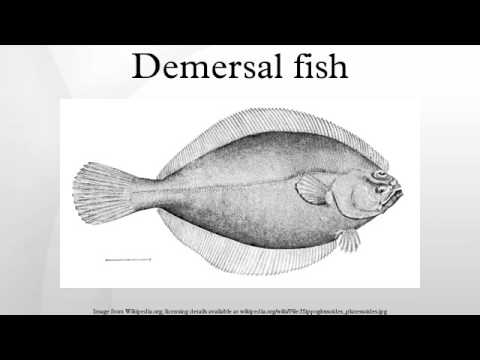 Demersal fish - YouTube
