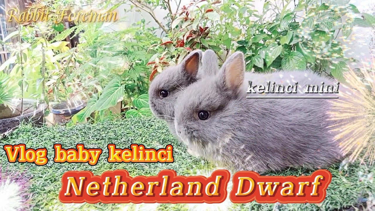 Vlog kelinci mini,(Netherland Dwarf) - YouTube