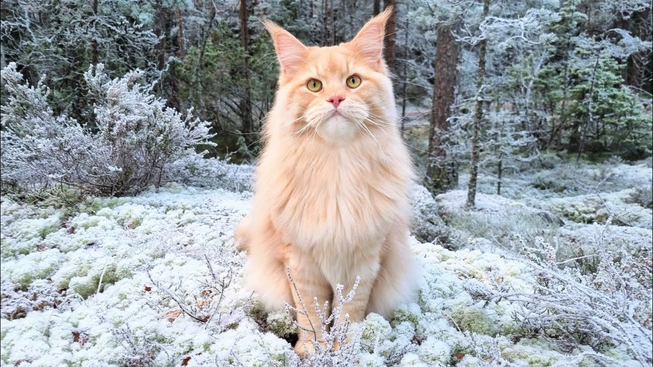 Maine Coon Buster Loves the Frozen Forest! - YouTube