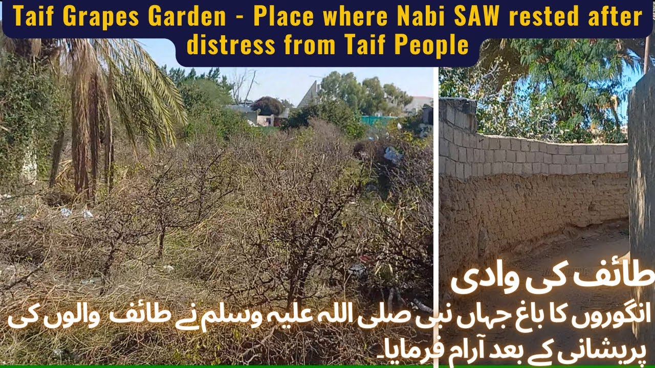 Taif | Grapes Garden where Muhammad PBUH rested after distress caused ...