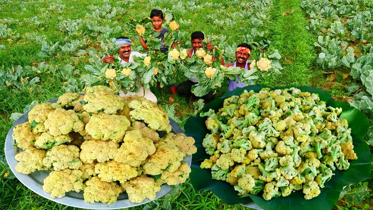 Village Style DHANIA GOBI Recipe | Farm Fresh Cauliflower Cooking in ...