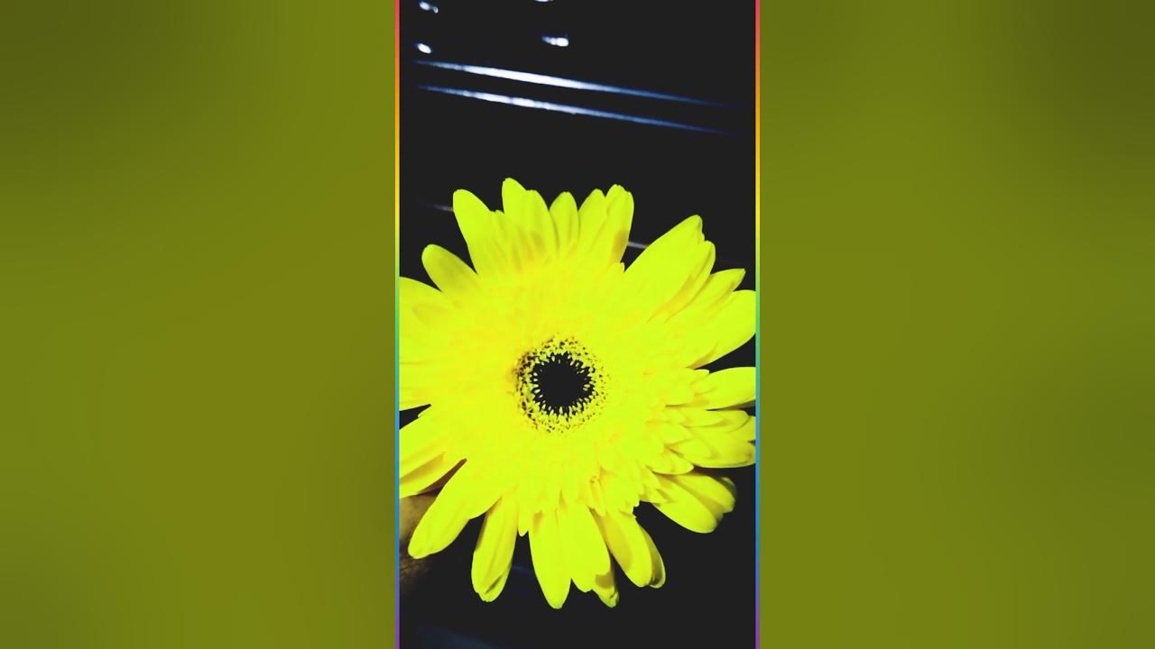 Ra Safwan/shotvideo/Islamiclecture/ viralvideo/tikTokvdieo / flower 🌻🌻 ...