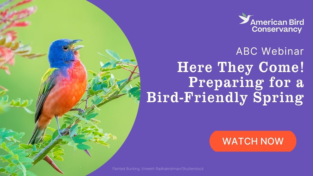 Here They Come! Preparing for a Bird-Friendly Spring | ABC Webinar ...