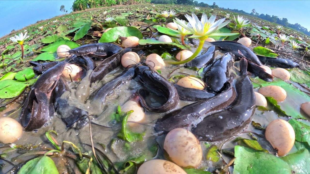 Best Hand Fishing, catch a lot of fish in water and pick duck eggs ...