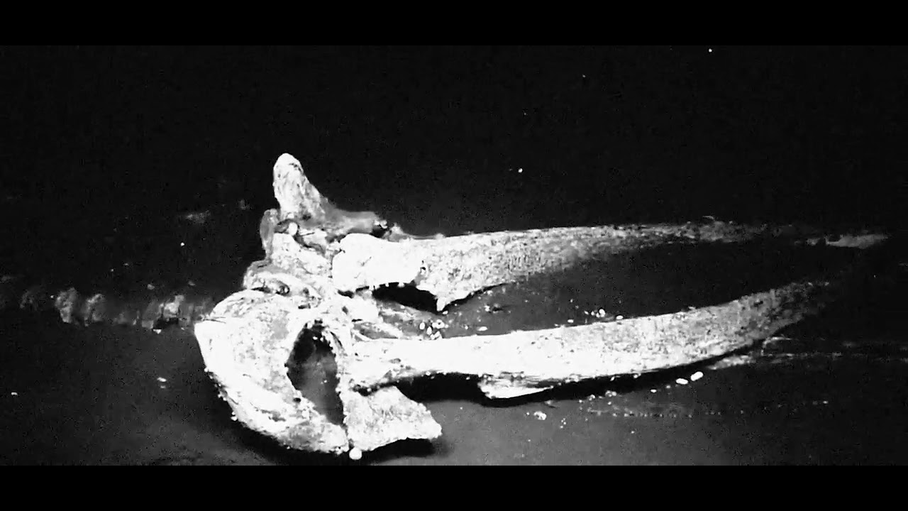 The Sweetest Sounds I've Ever Heard | Tim Mechling - YouTube