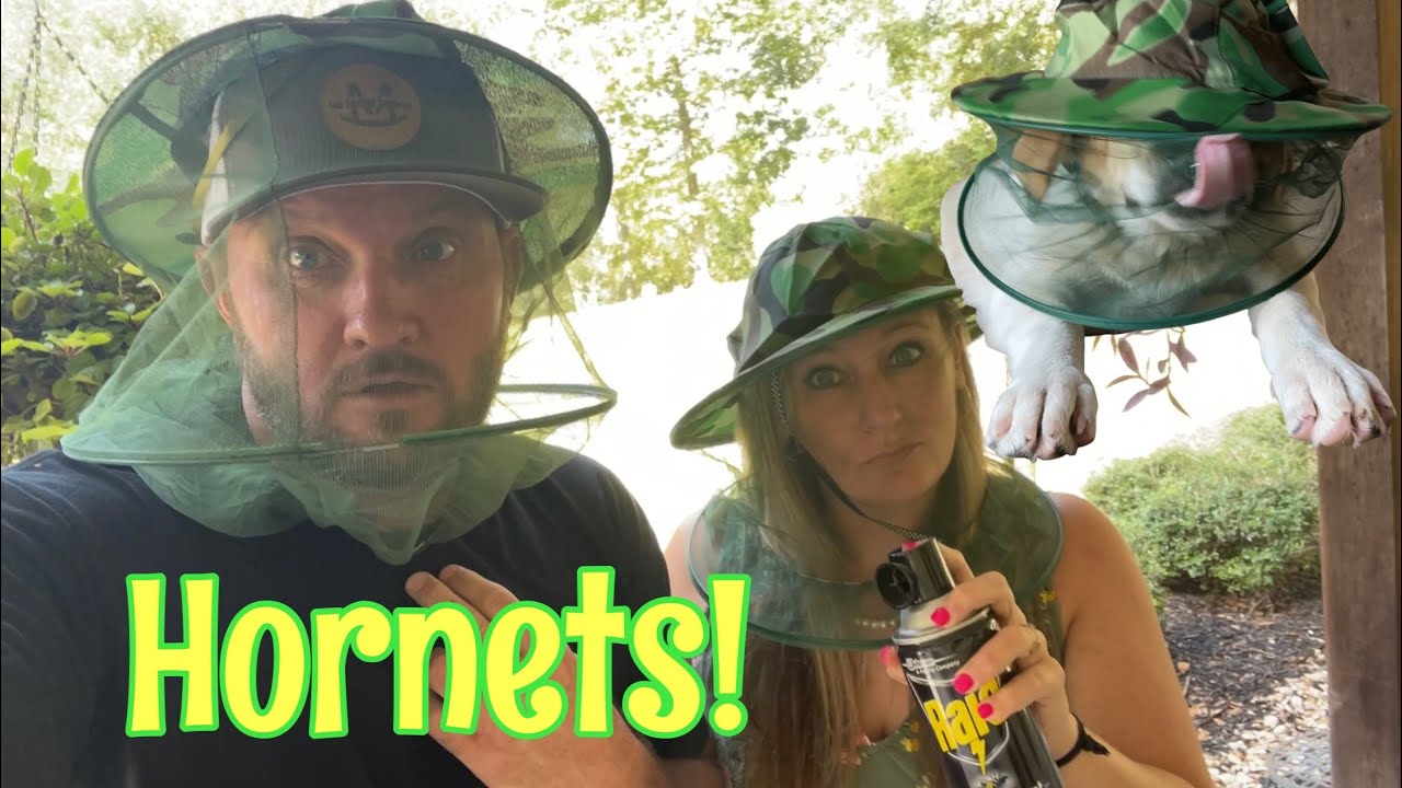 Angry Hornets - YouTube