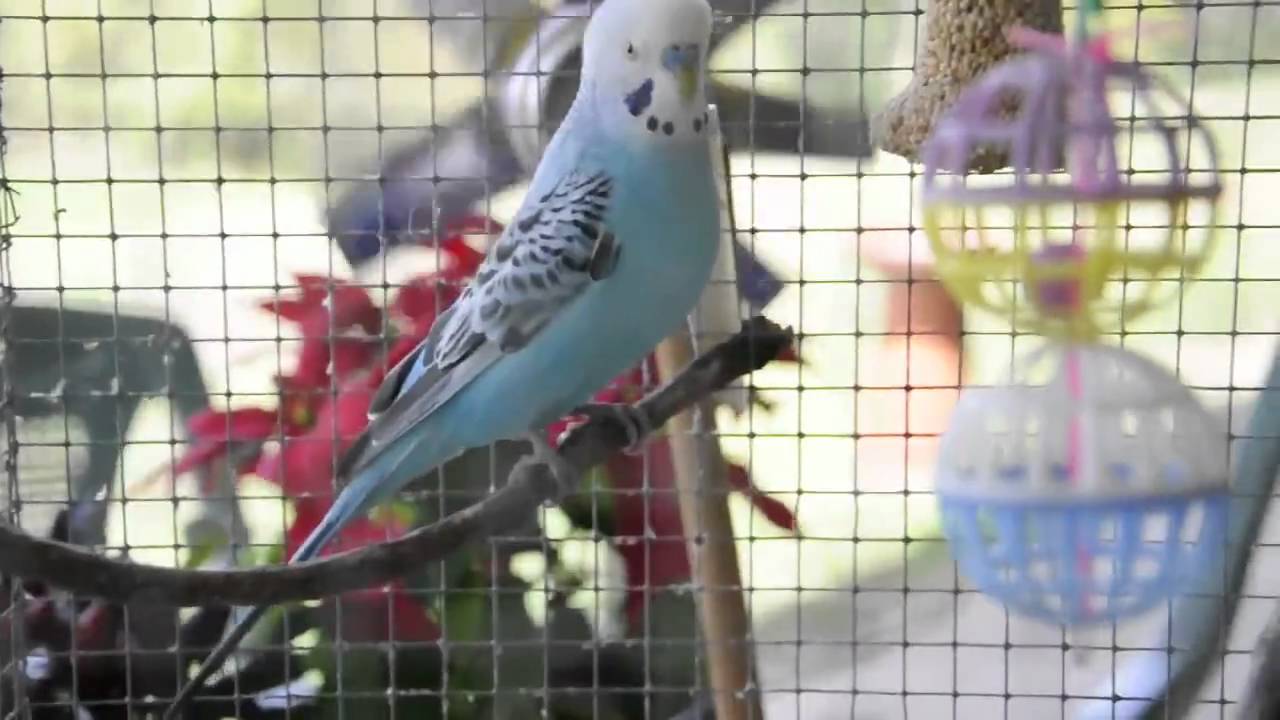 Cheerful Budgie Moments including the funny moment - YouTube