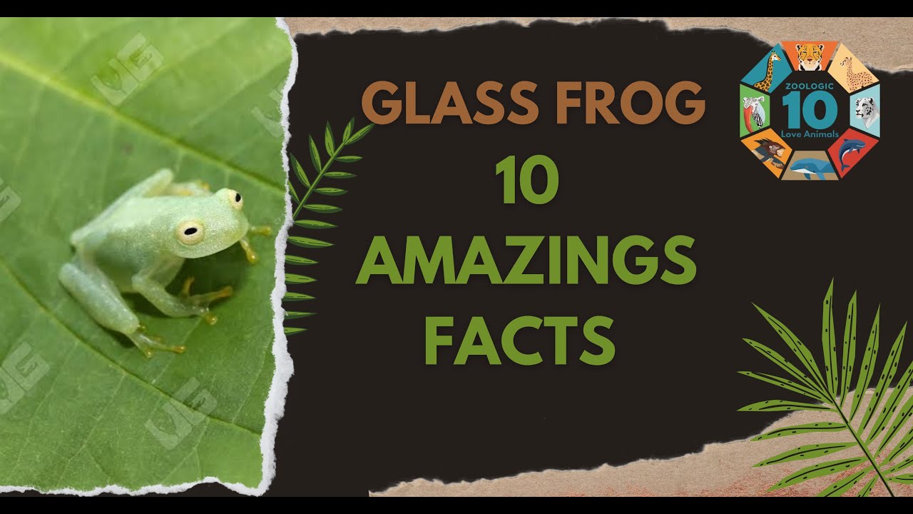 Glass Frog | Transparent Belly Frog Facts | Rainforest Animals ...