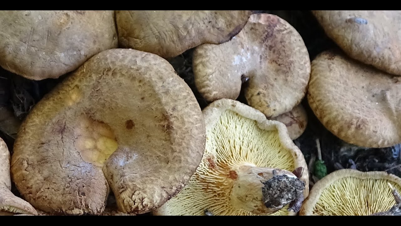 Paxillus filamentosus - Paxillus de alisos - Alder roll-rim - Paxillus ...
