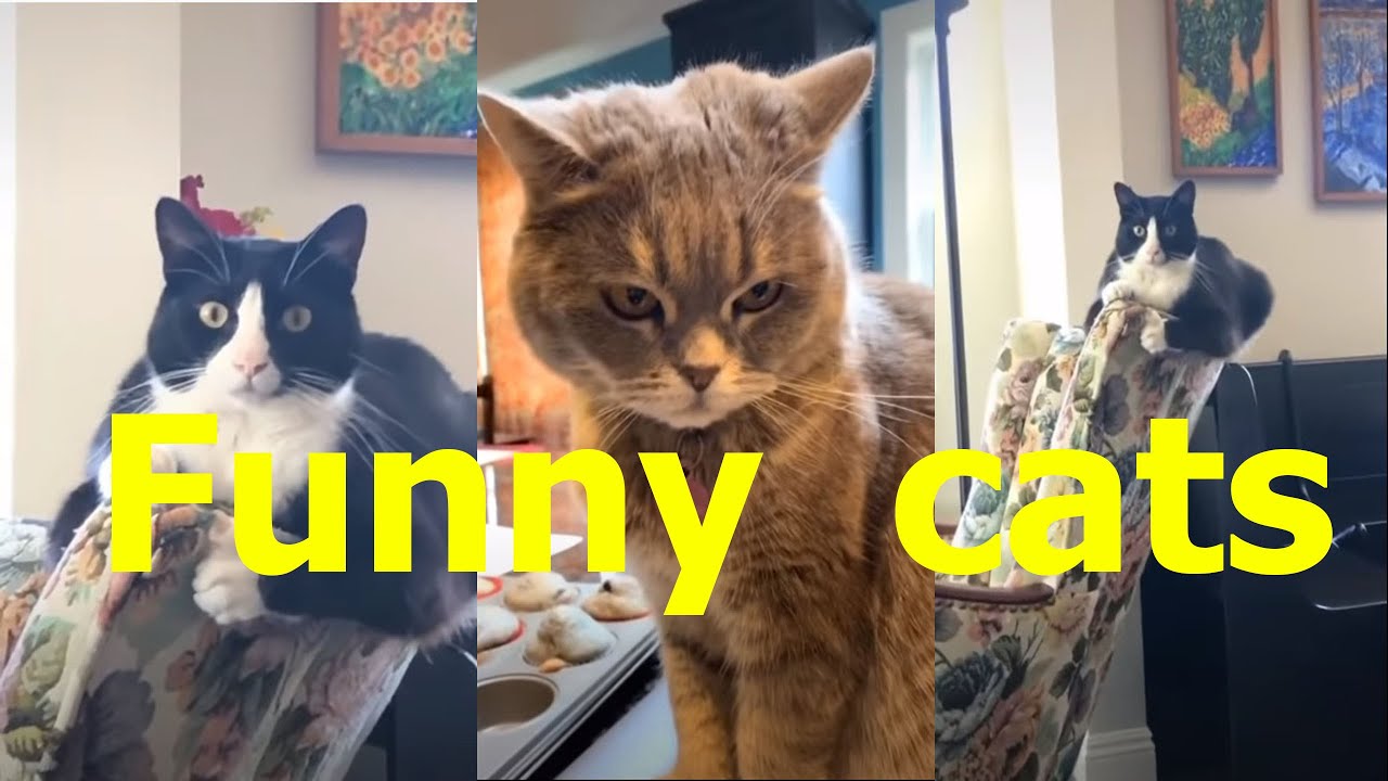 Funniest Moment When Cat Scared | Funny Cat Video - im cold im cold cat ...