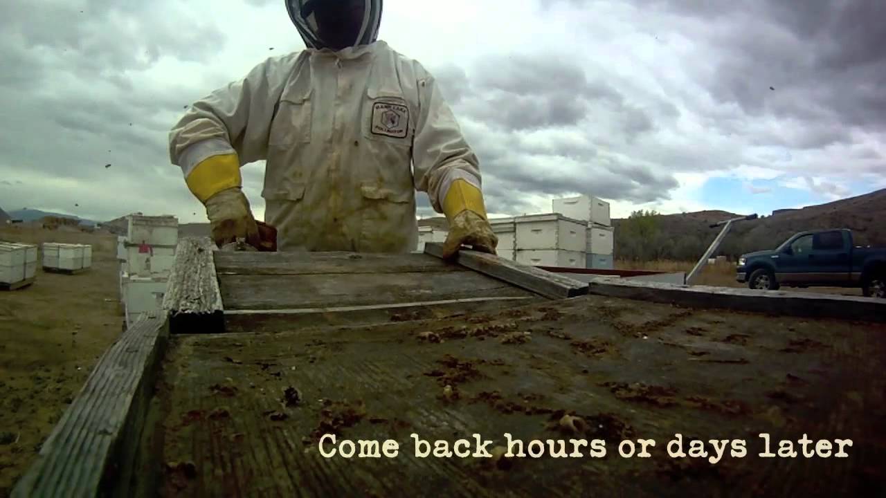 Making Honey Bee Splits Quick and Easy.mov - YouTube