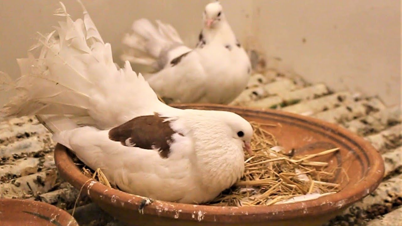 1st day of newborn baby | Newborn baby pigeon | How pigeon parents take ...