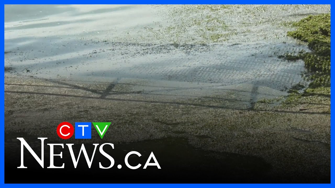 Blue-green algae found in another Alberta lake - YouTube