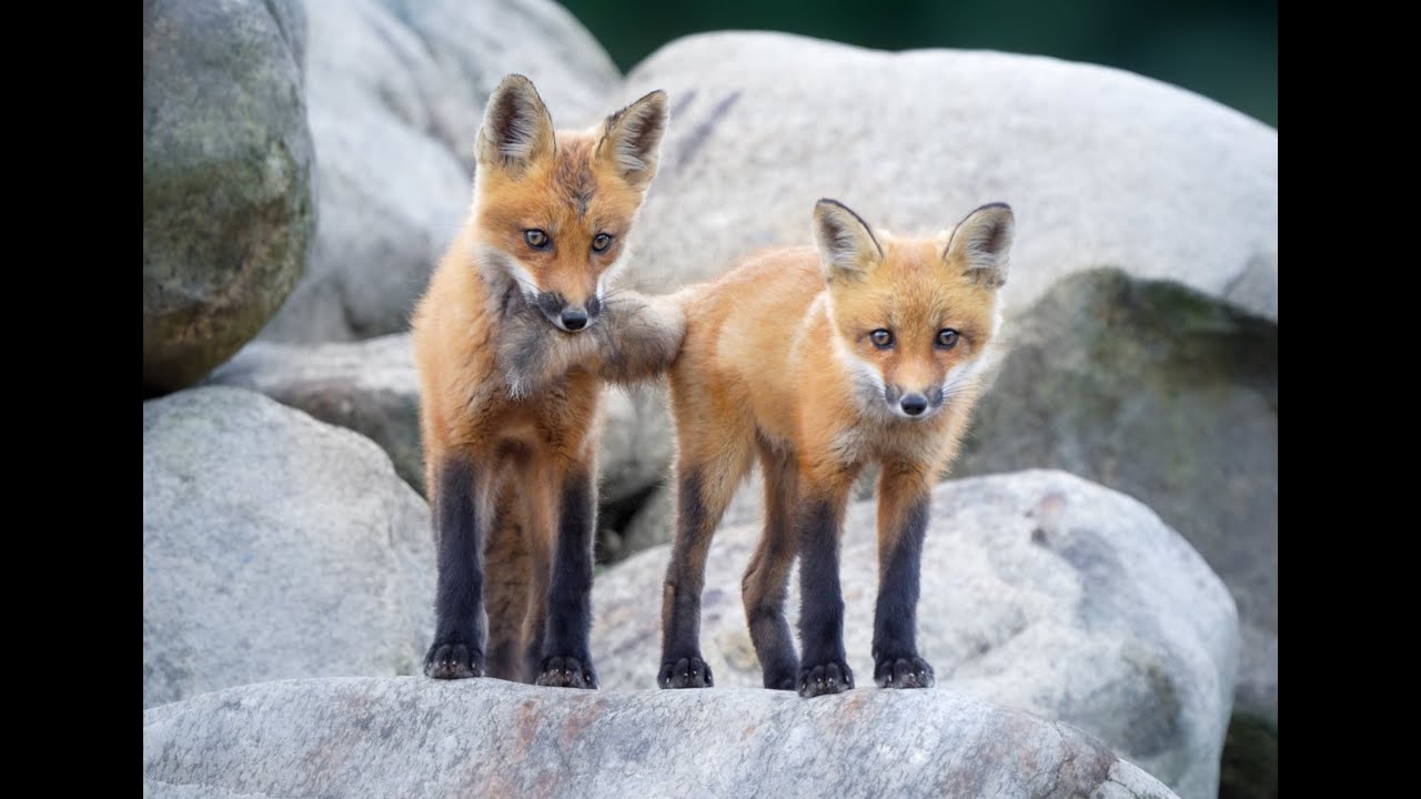 Red Fox Cubs in Action, Quebec, Canada, July 2024 - YouTube