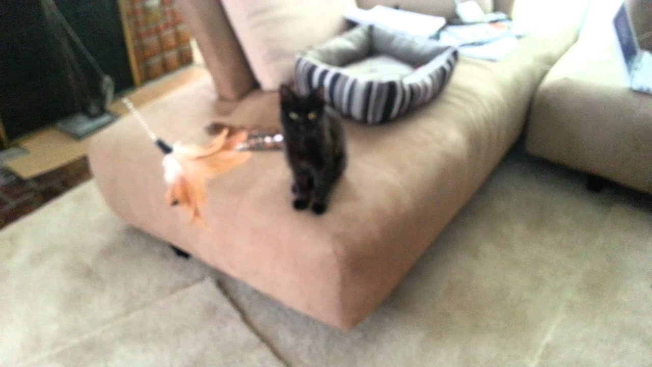 Pixie caught on tape - YouTube