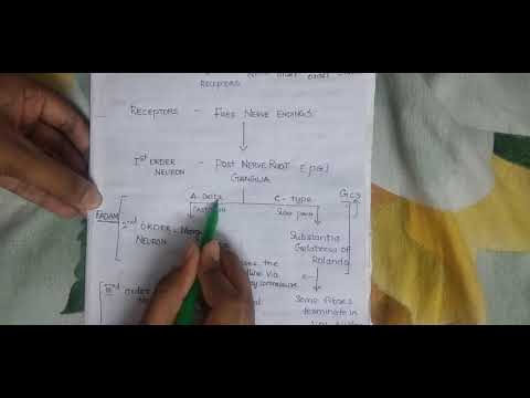 pain pathway made easy with mnemonic in just 5 mins - YouTube