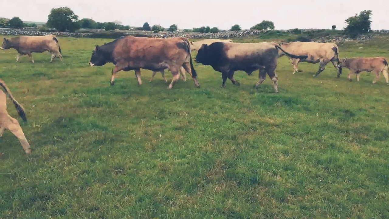 2 year old aubrac bull - YouTube