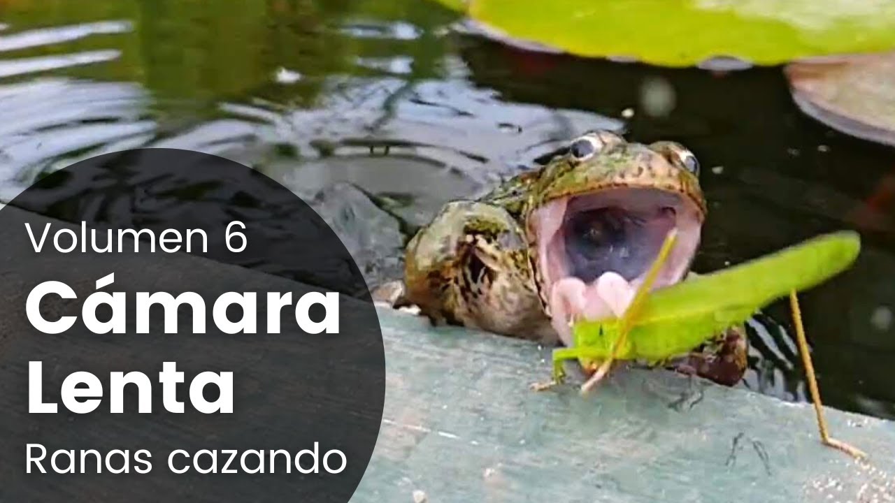 Rana Saltando y Comiendo Insectos a Cámara Lenta | Vol. 6 - YouTube