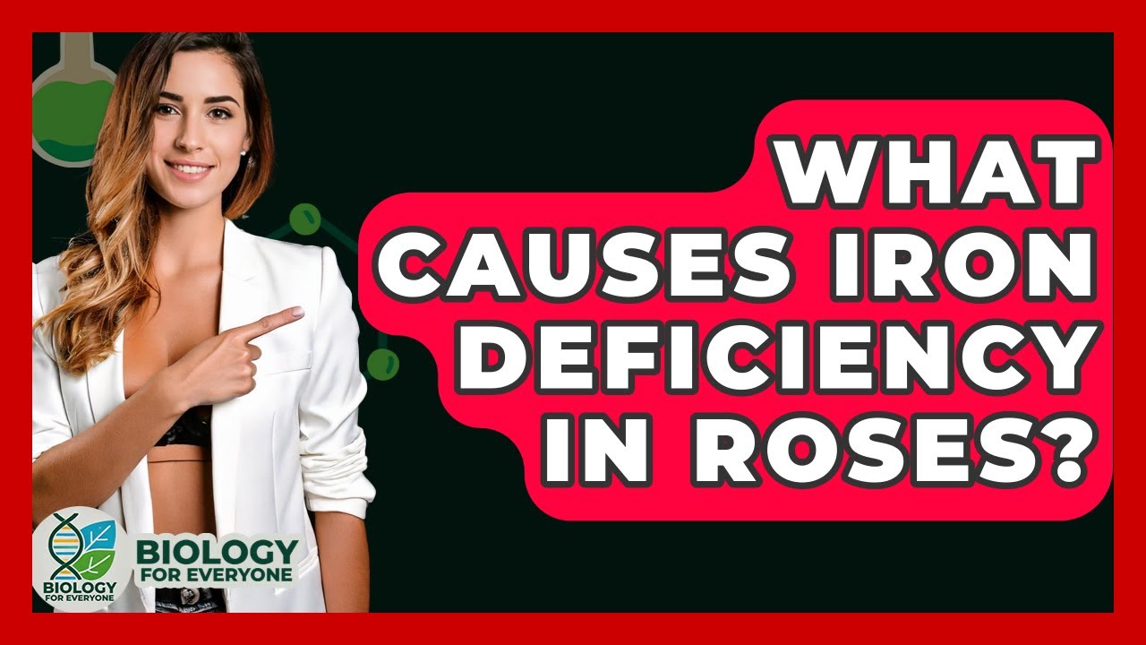 What Causes Iron Deficiency In Roses? - Biology For Everyone - YouTube