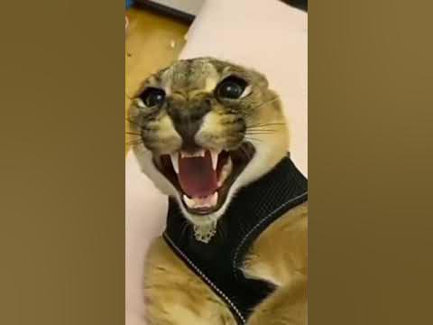 hablemos de la comunidad de los flopas - YouTube