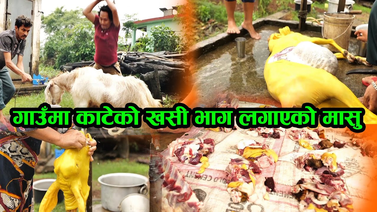 Best Goats Cutting in Nepal 🇳🇵 / dashain tihar special goat Cutting ...