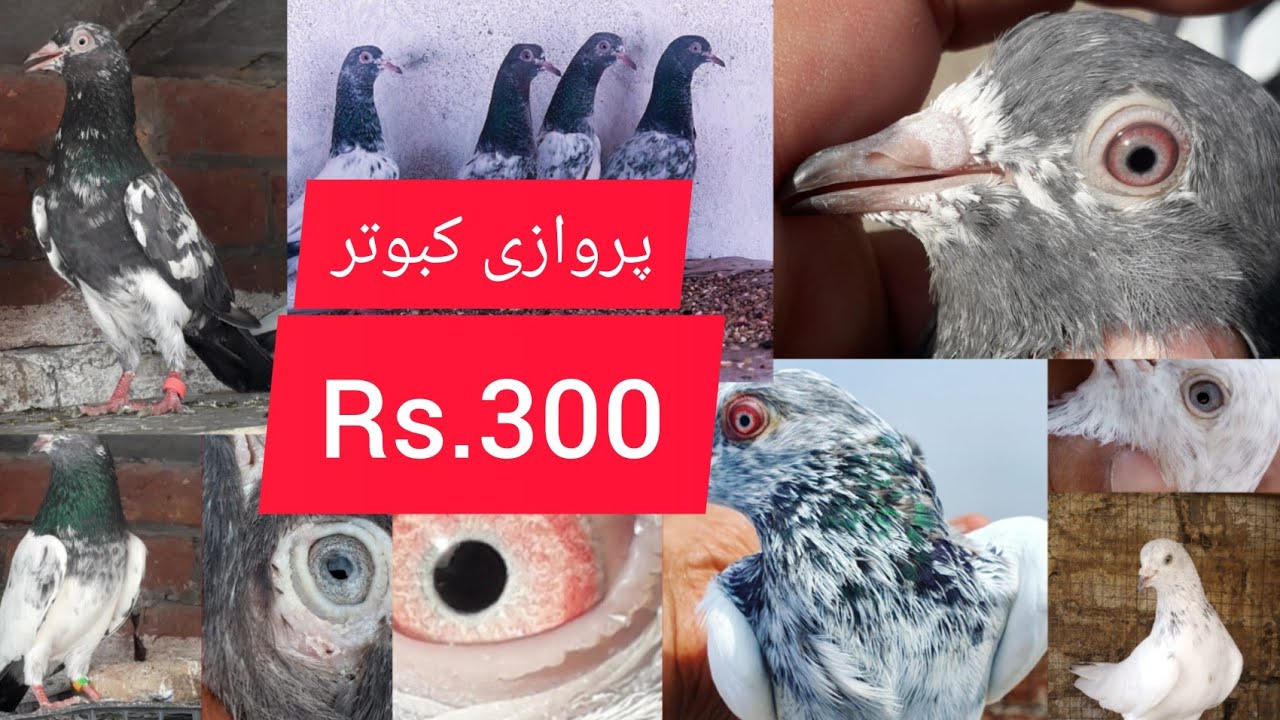 parwaazi | kabootar | Sasty kabootar | high | flying | Pigeons ...