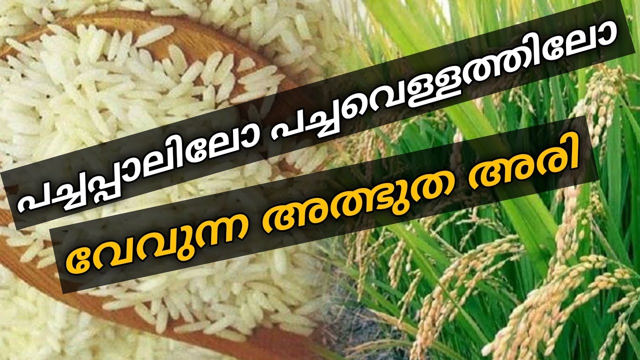 MAGIC RICE in kerala@greenartvision4577 - YouTube