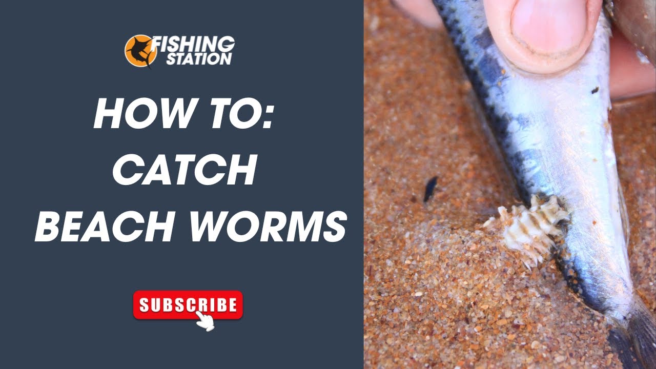 How to: Catch Beach Worms - YouTube