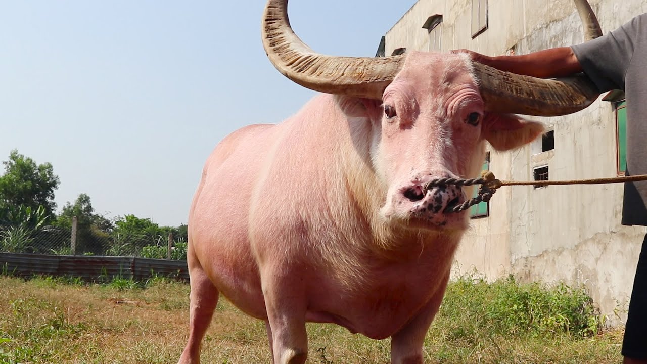 Pink, adorable bull captivates locals in HCM City / Trâu hồng đáng yêu ...