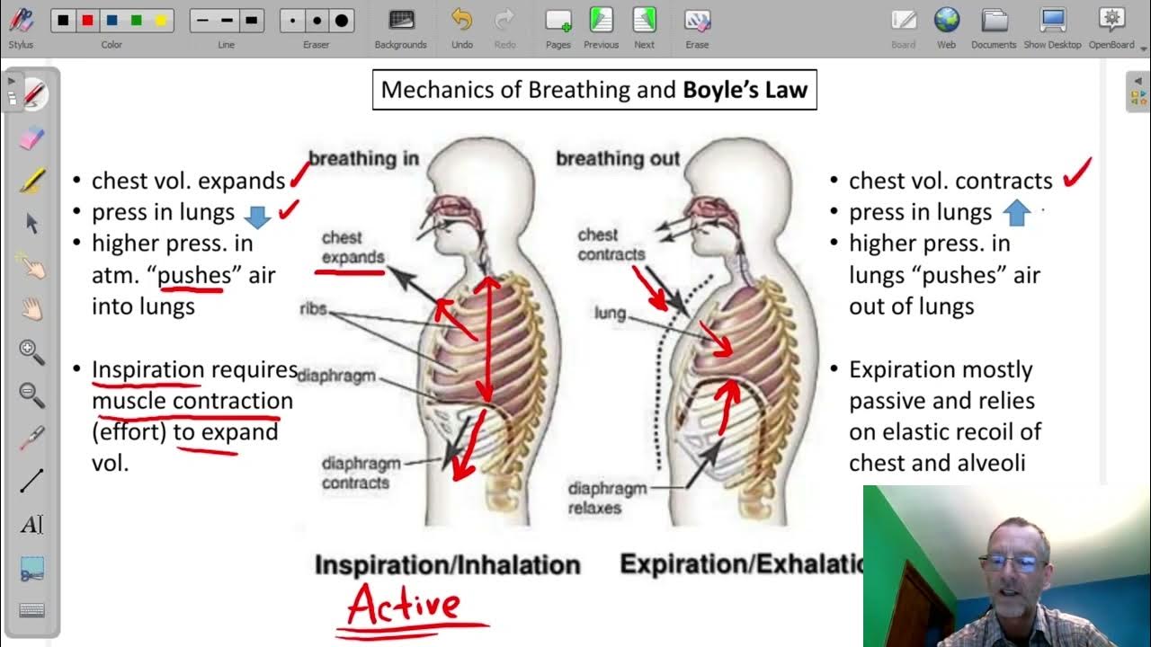36 Respiratory Sys: Boyles Law & vital capacity - YouTube
