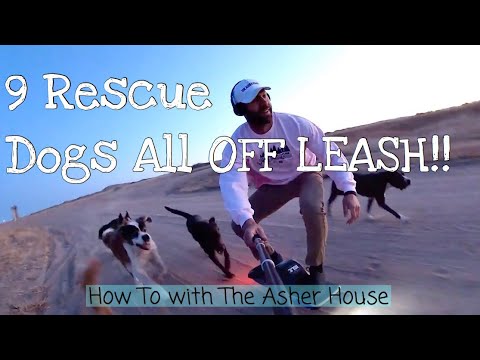 How to Prevent Off-Leash Running by Your Dogs [Upd. 2 days ago]
