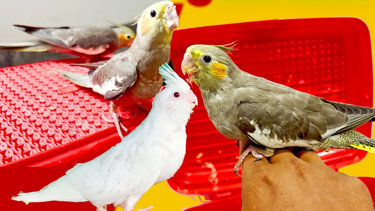 Amazing Dancing Cockatiels PARROT & Chirping sounds !!! - YouTube