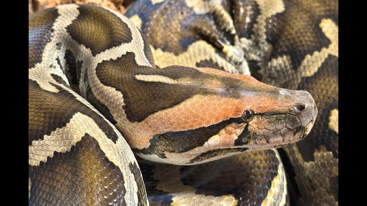Happy Boa New Year! Brian Boas Update - YouTube