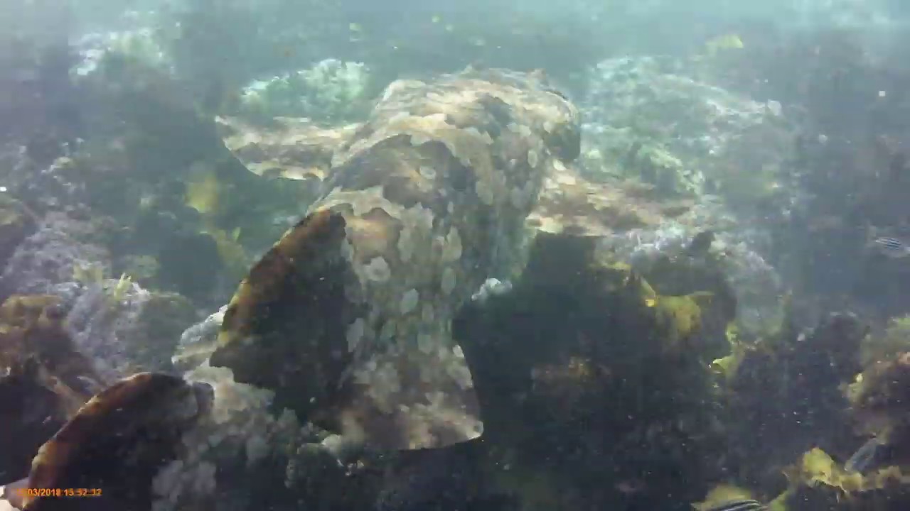 Wobbegong Shark (banded) - YouTube