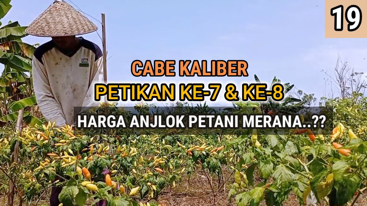 CABE KALIBER PETIKAN KE-7 & KE-8| PERAWATAN CABE BUAH KEDUA - YouTube