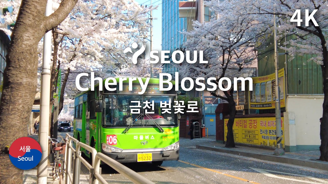 🌸🚲 Seoul Geumcheon Beotkkot-ro - 2023 Seoul Cherry Blossom l 서울 금천 벚꽃로 ...