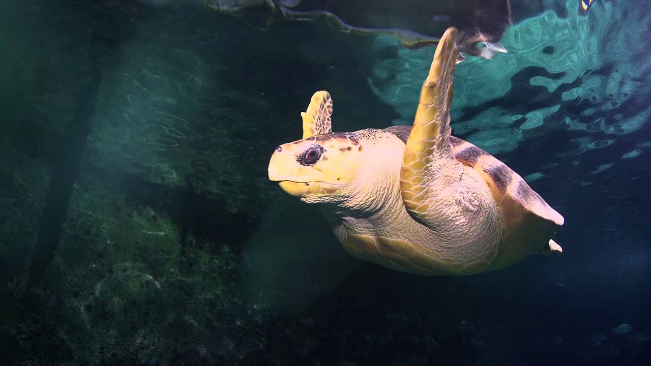 Shark Dive Xtreme at SEA LIFE Melbourne Aquarium - YouTube
