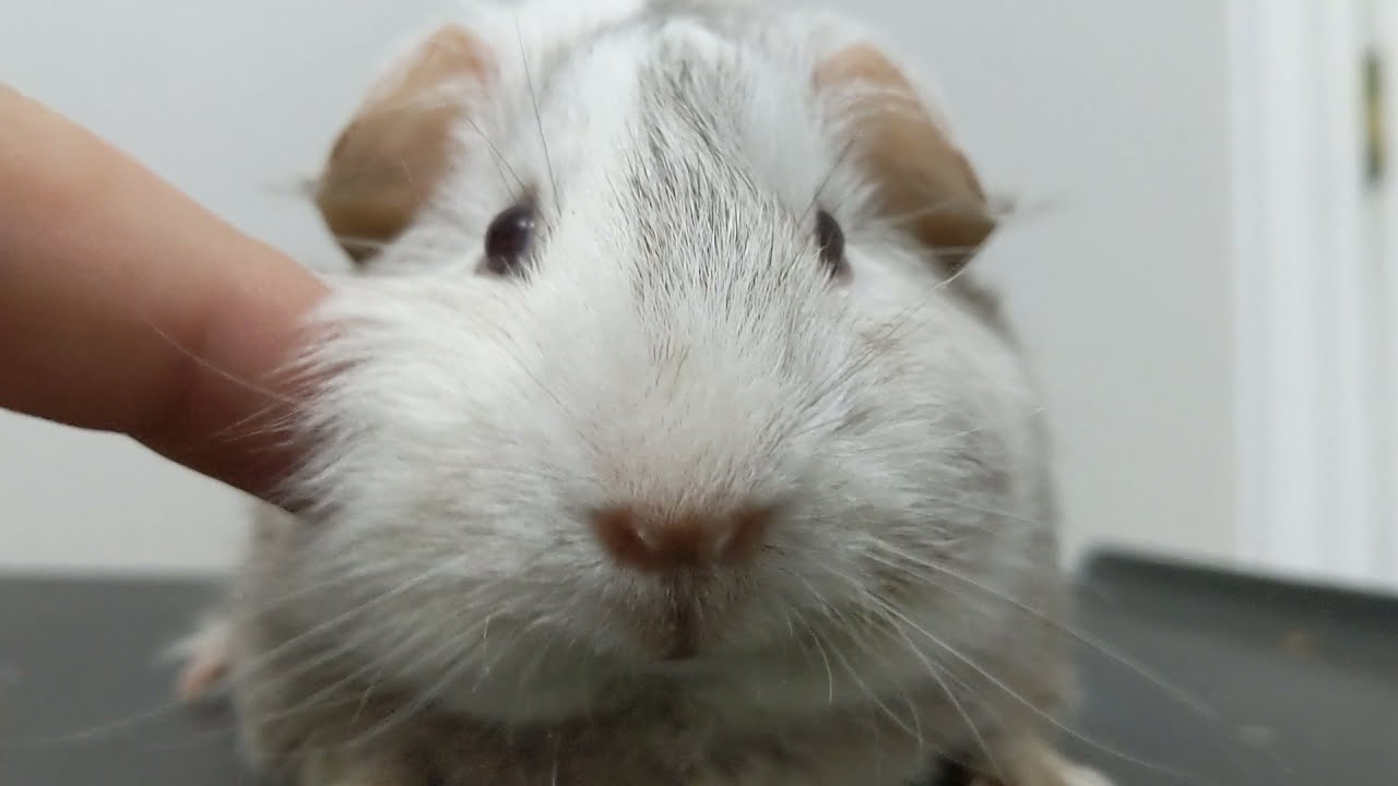 Chubby Cheeks Guinea Pig - YouTube