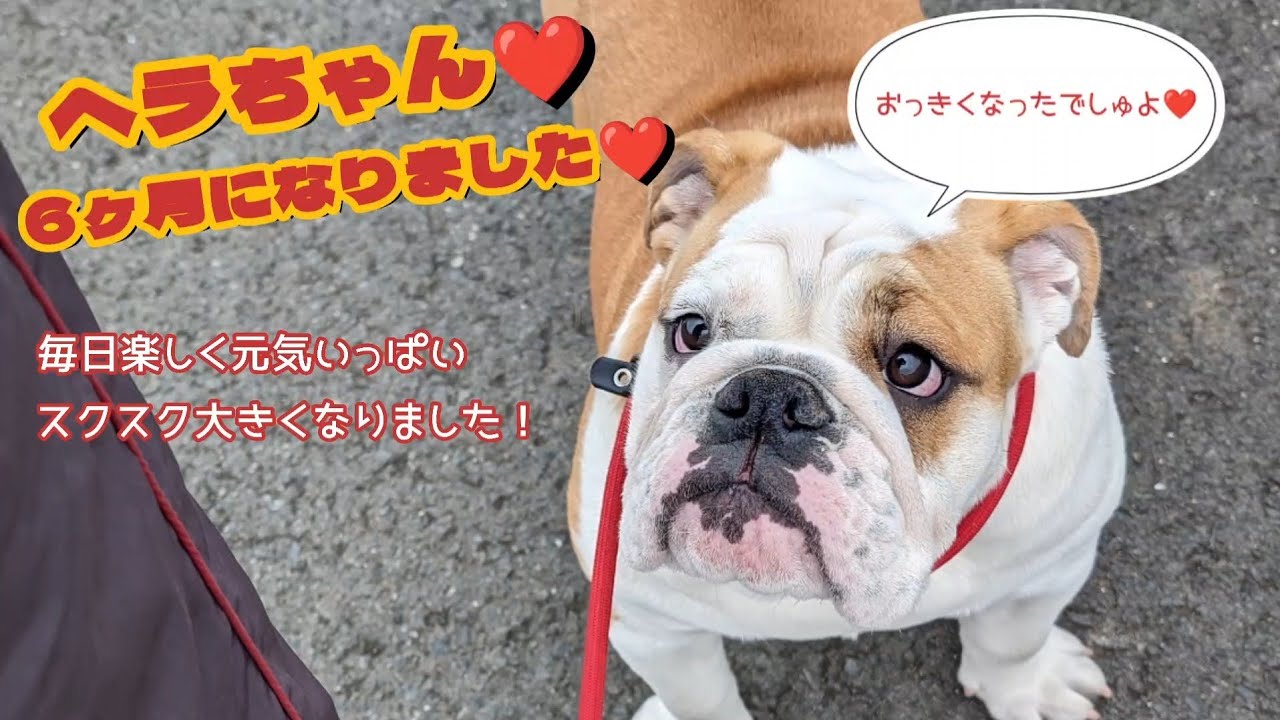 【ヘラちゃん6ヶ月に】スクスク大きくなって6ヶ月になりました！#ブルドッグ #ブル #bulldog #いぬ #ブリーダー #日々の暮らし ...