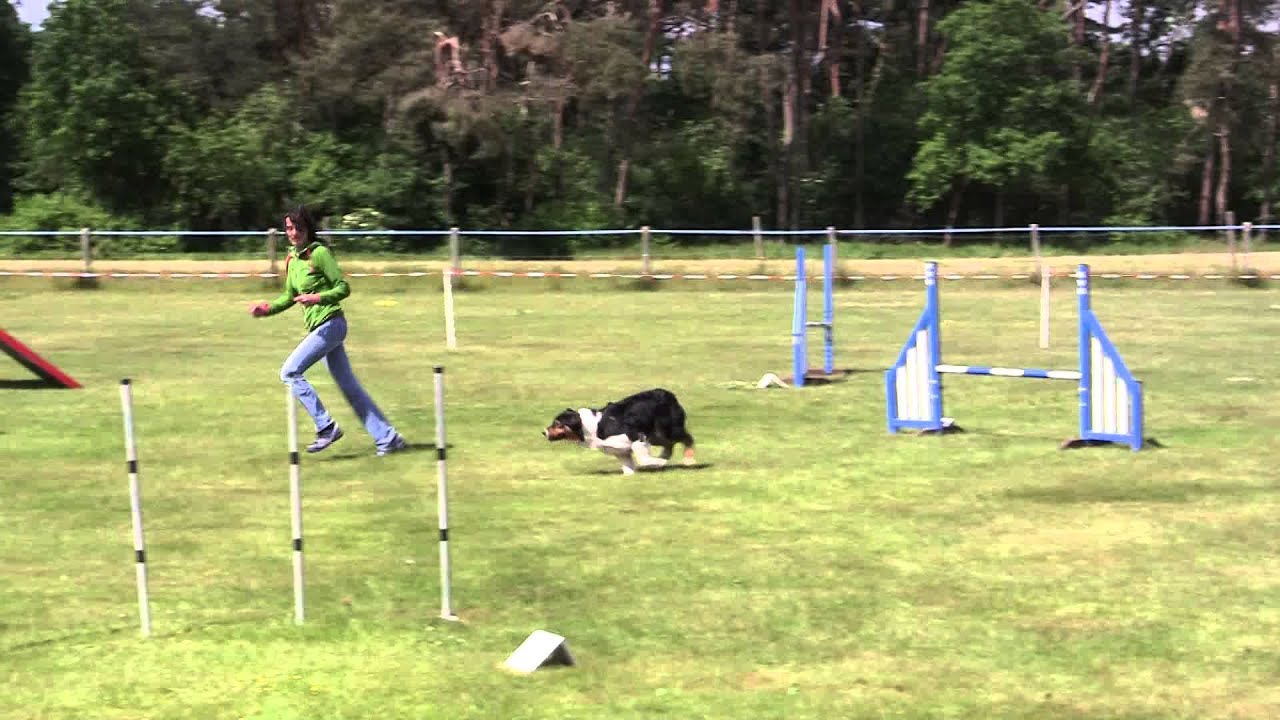 Australian Shepherd ASCA agility - YouTube