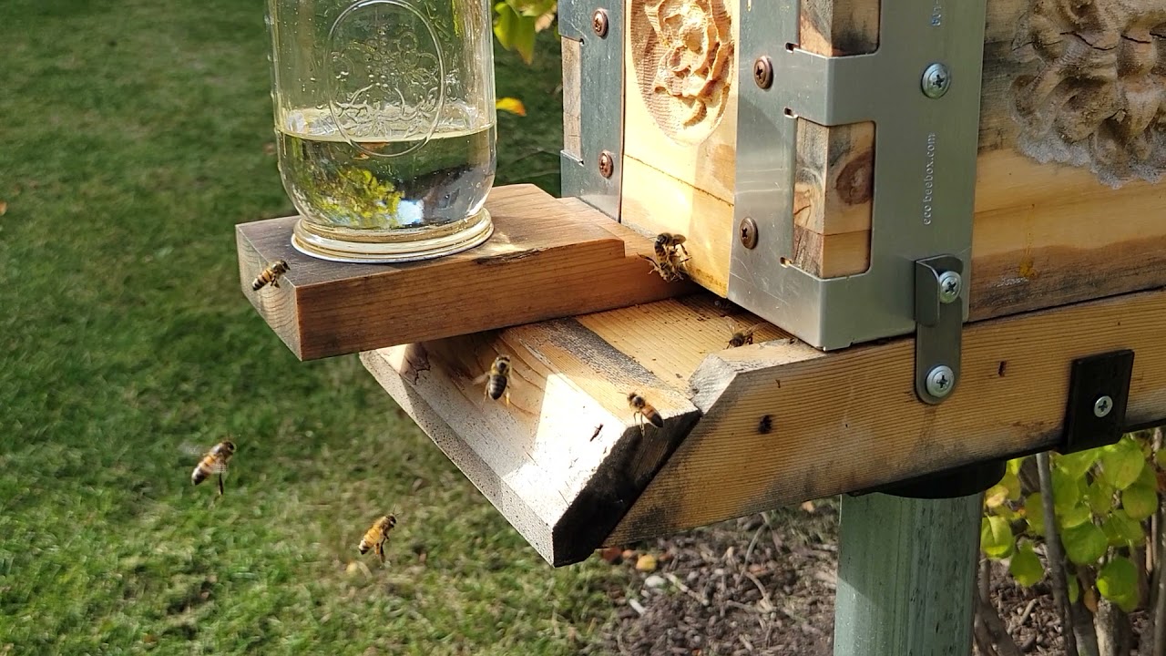Mini Urban Beehive: Nov 7 activity - YouTube