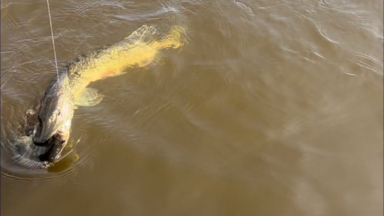Crazy Multi Species Fishing Action - YouTube