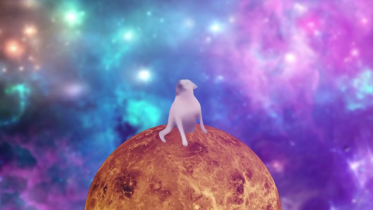 Shooting Stars - Dancing Dog - YouTube