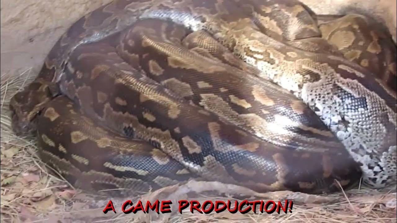 WATCH A HEAP OF ENTANGLING ROCK PYTHONS (WITH EXPERT COMMENTARY) - YouTube