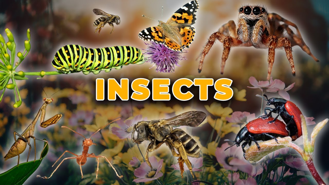 INSECT SPECIES | BUTTERFLY, CATERPILLAR, BEETLE, BEE, LADYBUG, FLY, ANT ...