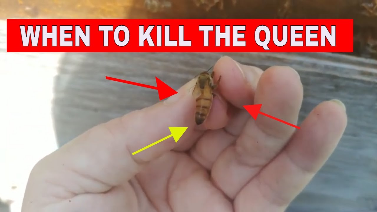 ☯️ DO YOU HAVE A FAILING QUEEN? How to spot a failing Queen - YouTube